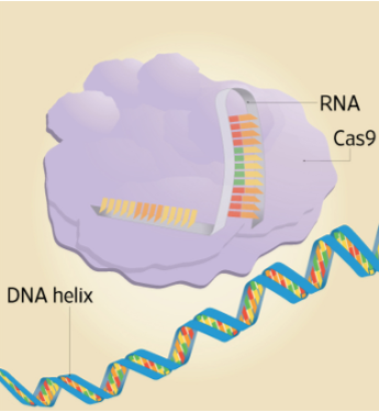 What is CRISPR?