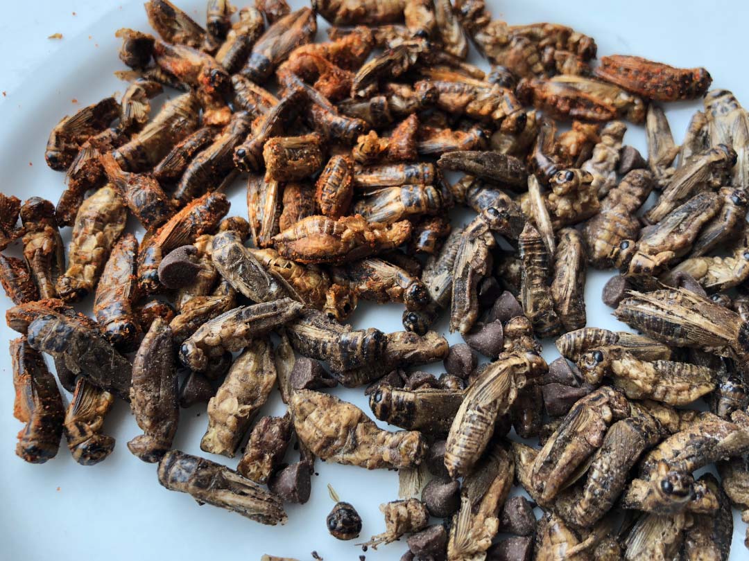 Are Insects the Future of Food?