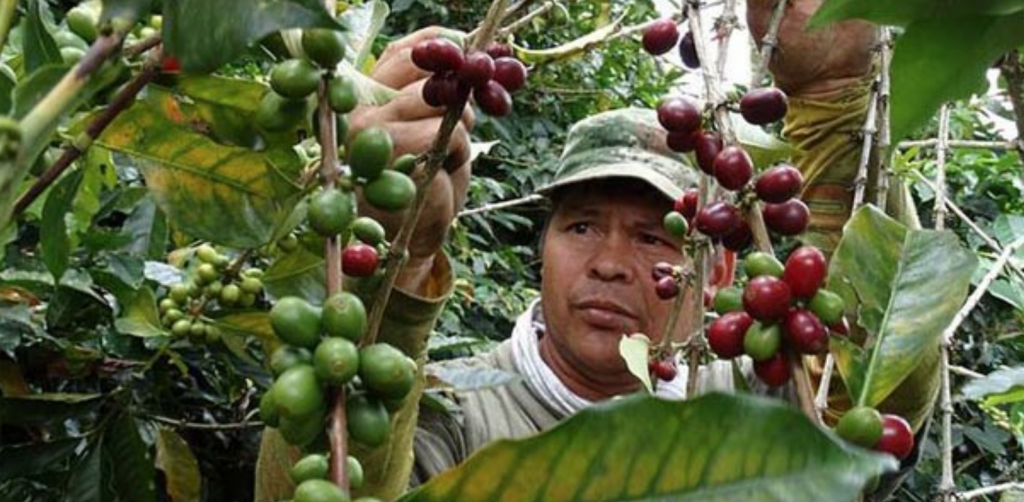 Where and how is coffee grown?