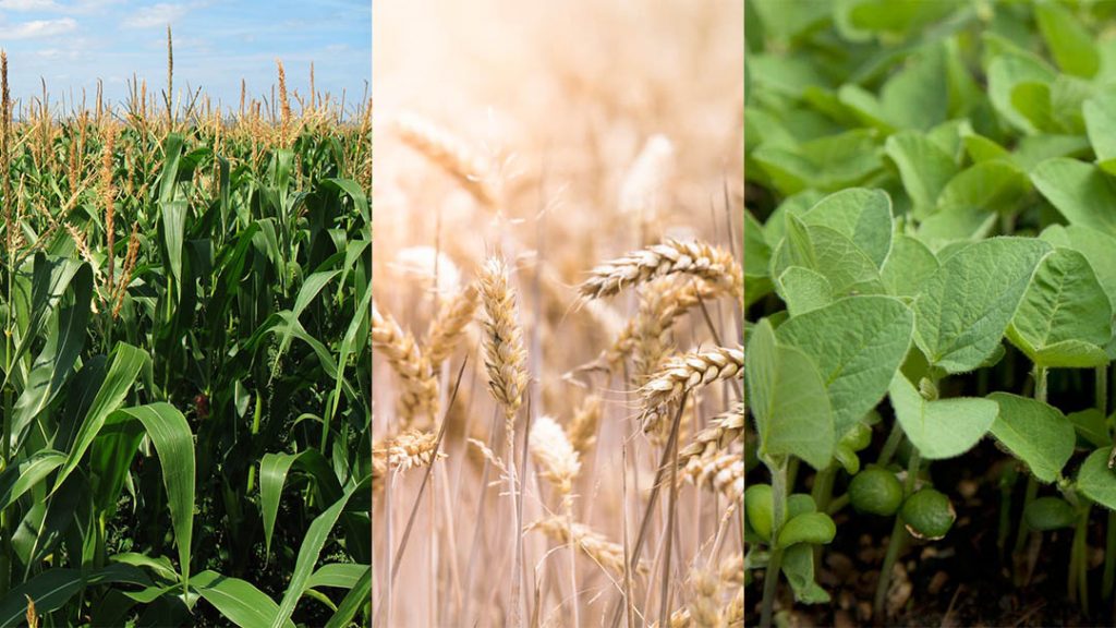 CO2 Fertilization