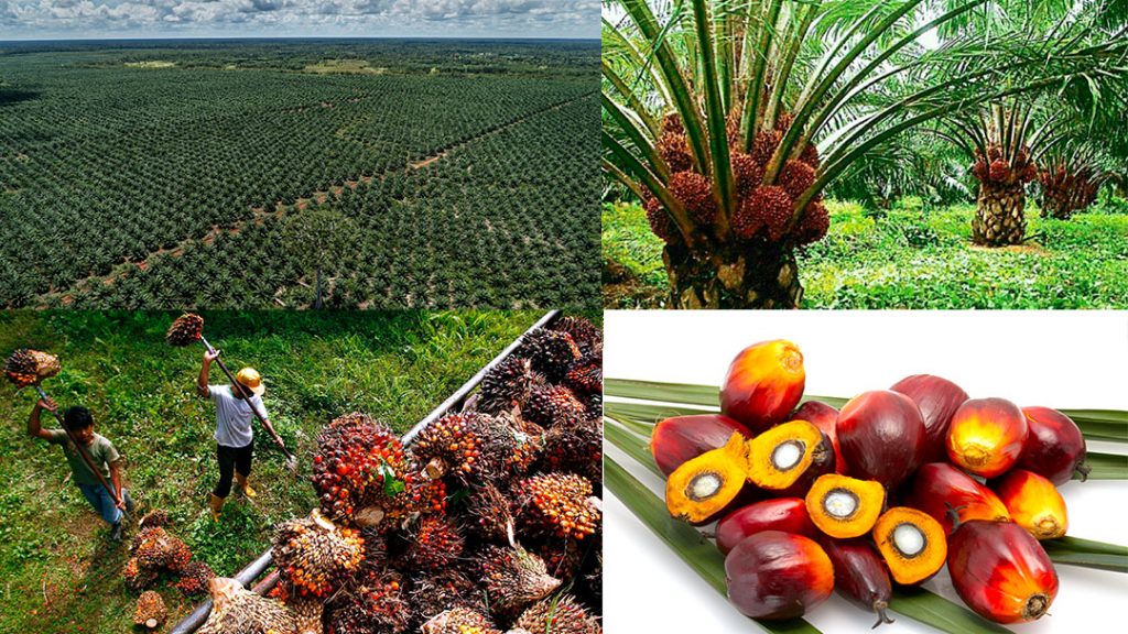 Palm Oil: In Pursuit of Sustainability - Dirt to Dinner