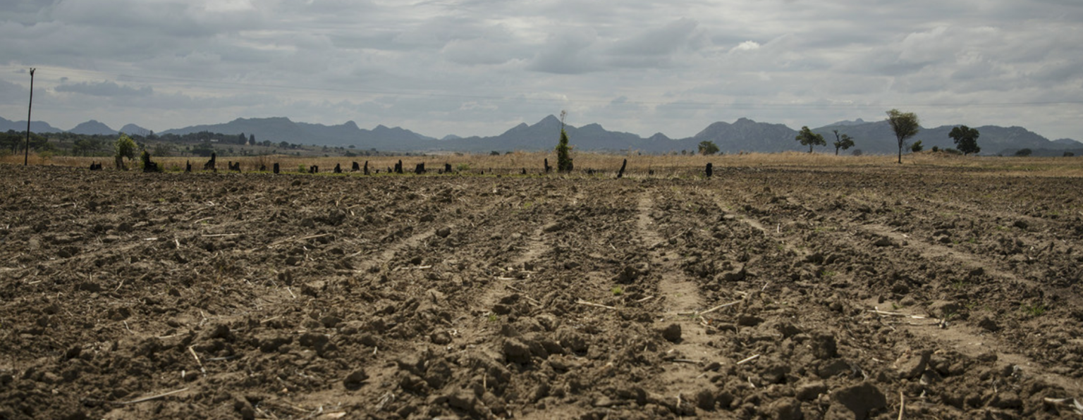 Bettering Farms in Zimbabwe...and Beyond - Dirt to Dinner