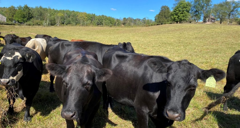Behind the Scenes with a Local Beef Farmer - Dirt to Dinner