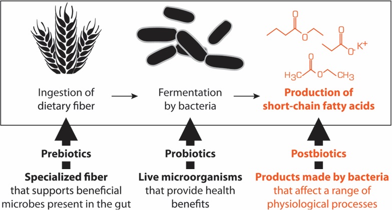 Postbiotici: sei ciò che digerisci – MediMagazine