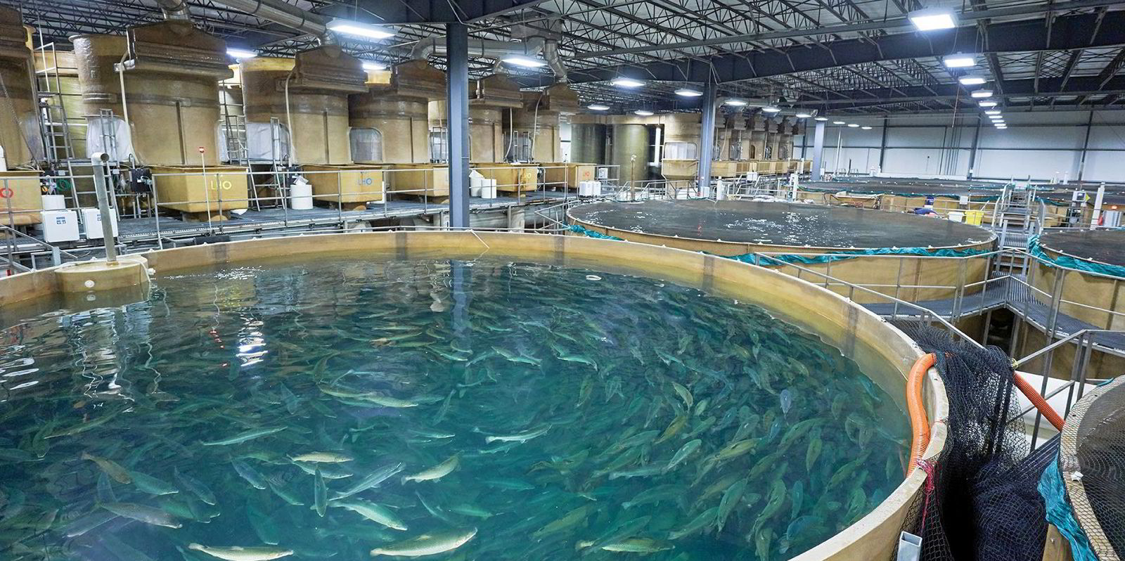 Can genetically engineered salmon save the world? - Dirt to Dinner