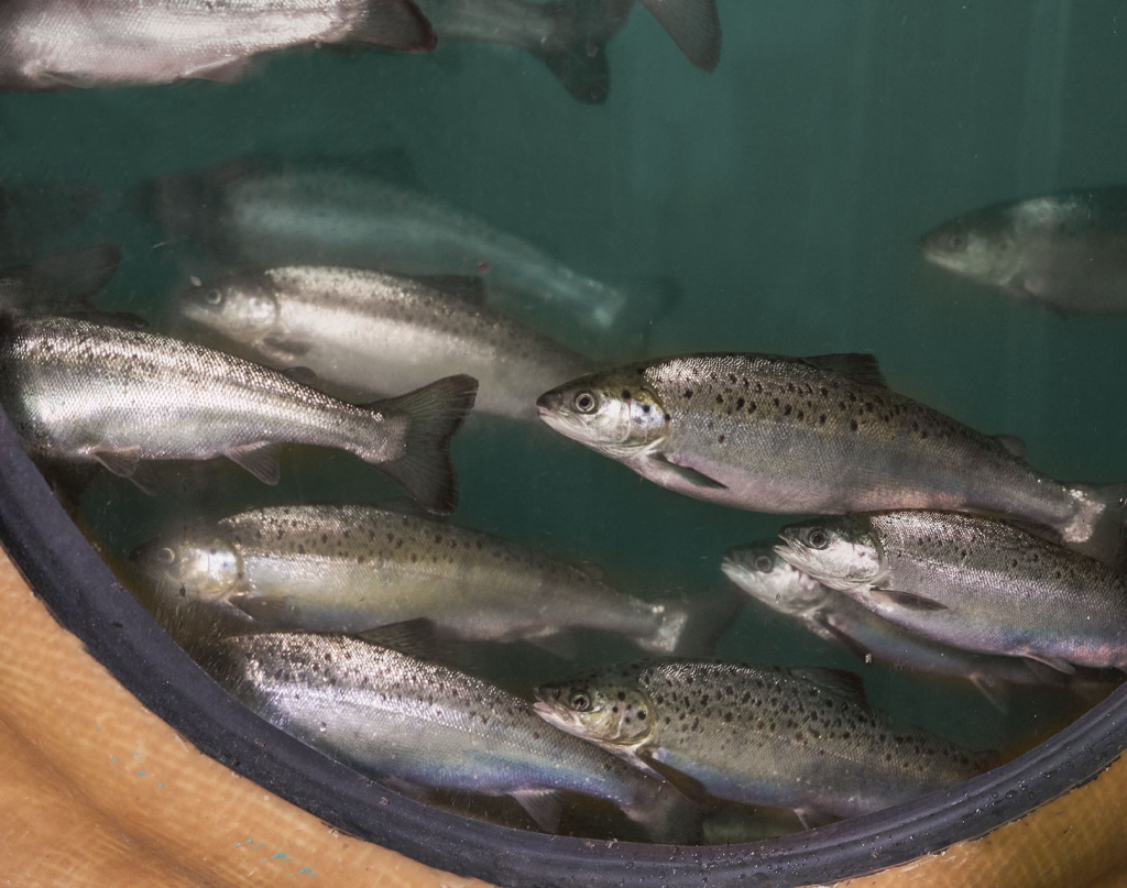 Can genetically engineered salmon save the world? - Dirt to Dinner