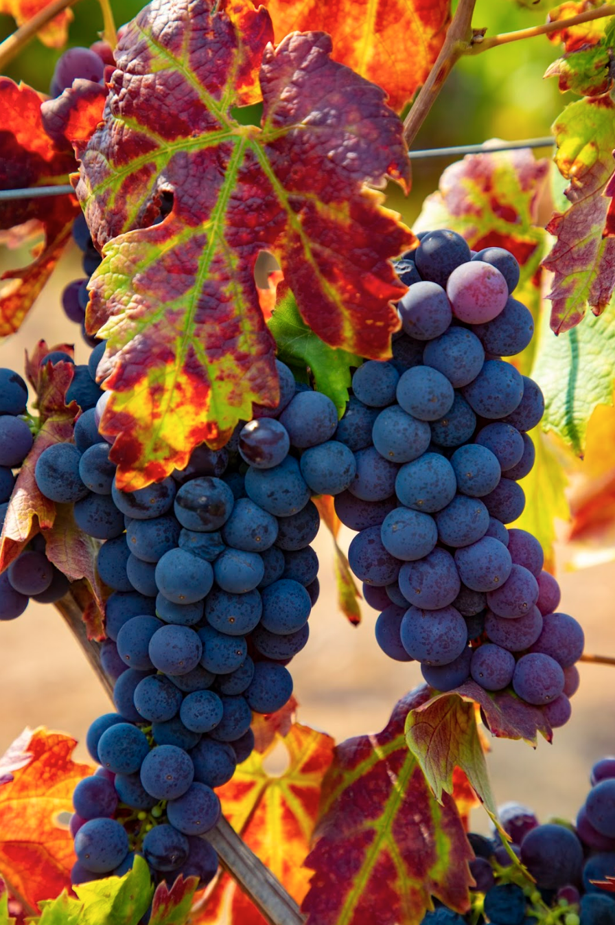 Digging in: Dancing Vineyard's Cynthia & Lauren Russell - Dirt to Dinner