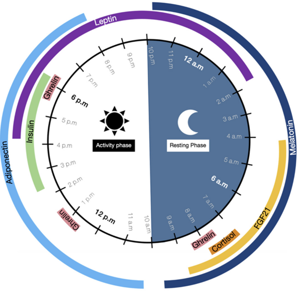 A Guide to Time-Restricted Eating - Dirt to Dinner